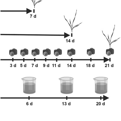 Design And Workflow Of High Throughput Experiment To Phenotype