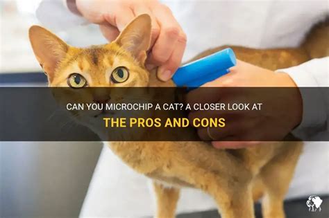 Can You Microchip A Cat A Closer Look At The Pros And Cons Petshun