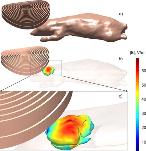A Mouse Model Subject To Tms Stimulation With Cool 40 Rat Coil Of