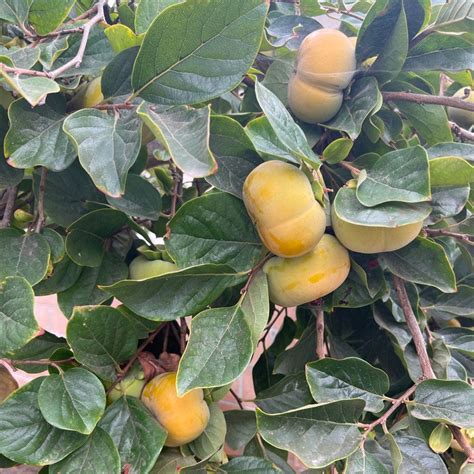 How To Propagate Your Japanese Persimmon