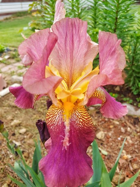 Iris Pinke Blume Kostenloses Foto Auf Pixabay Pixabay