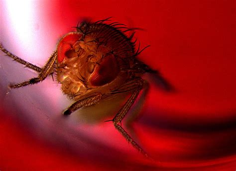 Male Fruit Flies Love To Cum And Turn To Alcohol If They Cant