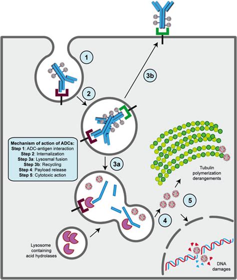 Frontiers A Comprehensive Overview On Antibody Drug Conjugates From
