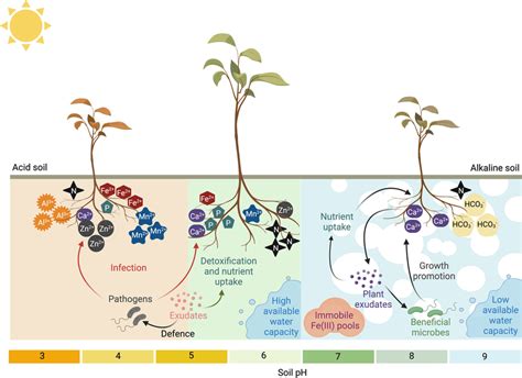 Optimizing Soil Ph Enhancing Nutrient Management Orchardly® Grow