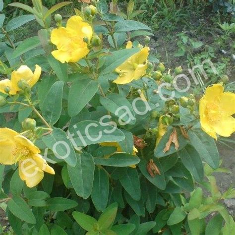 Купить саженцы зверобоя кустарникового Hypericum "Hidcote" | Доставка ...