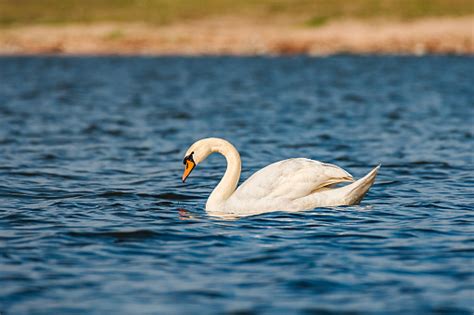 음소거 백조 Cygnus Olor 흰 깃털과 오렌지 부리와 긴 목을 가진 큰 물새 새는 호수에서 수영합니다 경관에 대한 스톡 사진 및 기타 이미지 Istock