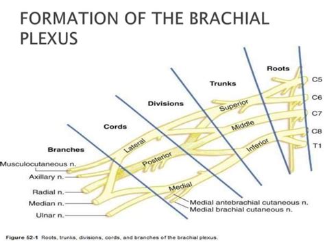 Peripheral Nerve Blocks Ppt