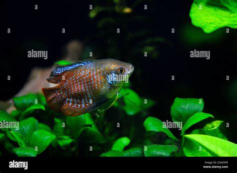 A Beautiful Dwarf Gourami Is A Species Of Gourami Native To South Asia