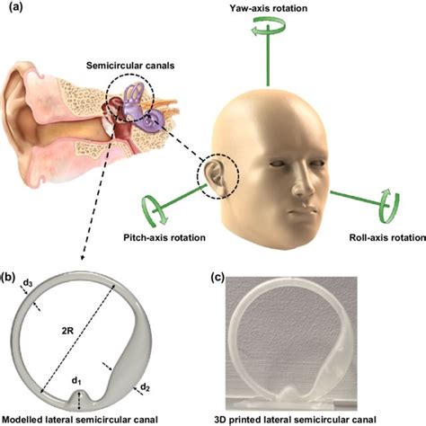 A Magnified View Of The Inner Ear And The Rotational Axis For Head