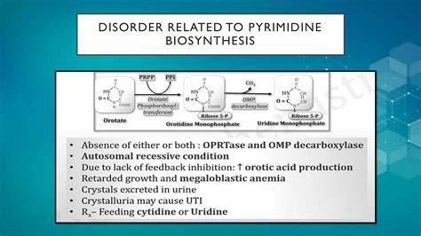 1634 Biochem 2 Biossynthesis Of Pyrimidine Pdf Chemistry Science