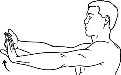 Pronator Teres Muscle Origin Insertion Function