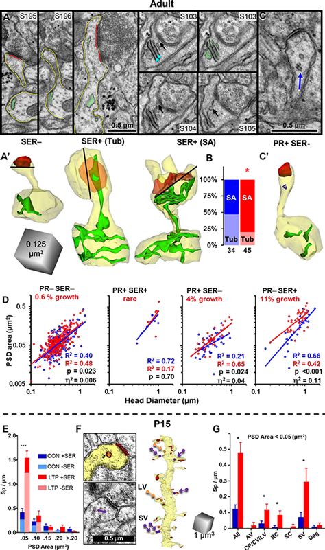 Structural Ltp From Synaptogenesis To Regulated Synapse Enlargement And Clustering Pmc