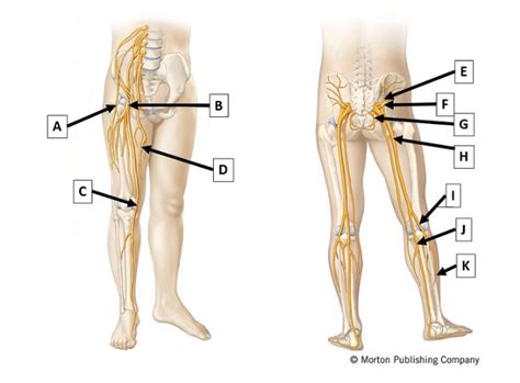 Sacral Plexus Diagram Quizlet