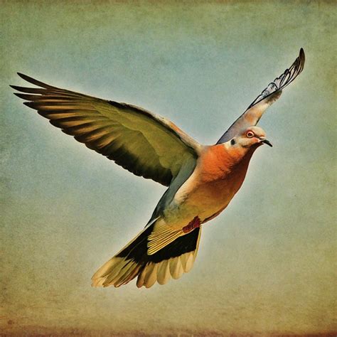 Why Did The Passenger Pigeon Go Extinct Pigeon Web