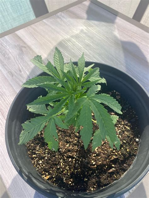 My Plant R Cannabisgrowers