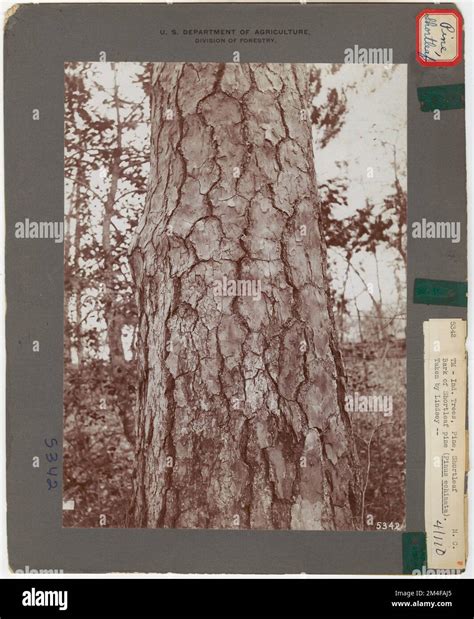 Tree Identification Pine Shortleaf Photographs Relating To National Forests Resource