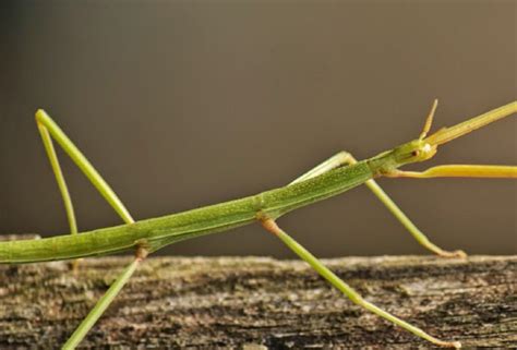 Insecto Palo Características Alimentación Hábitat Y Reproducción