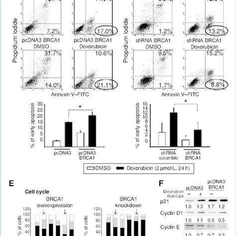Brca1 Protein Binds Several Genes Involved In Cell Cycle And Dna Damage