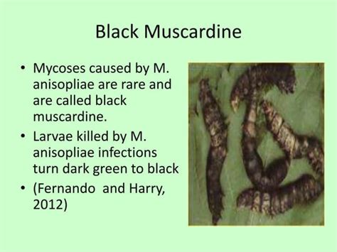 Fungal Diseases Of Silkwormpptx Infectious Diseases Diseases And Conditions