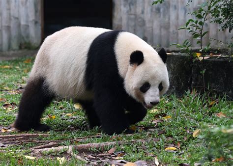 In Guangzhou Giant Pandas Put On A Show Cn