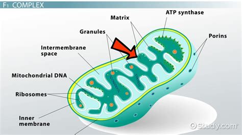 ATP Synthase Definition Function Location Lesson Study Com