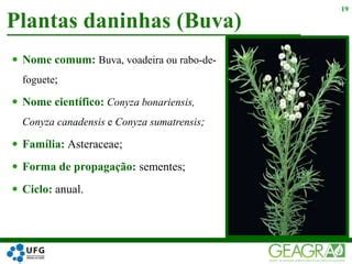 Identificação De Plantas Daninhas Pptx