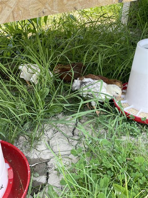 Sex Confirmationbreed Help Rbackyardchickens