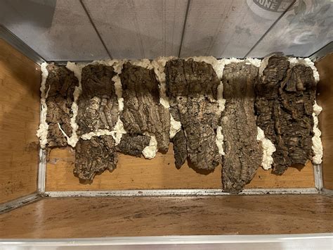 Bioactive Ball Python Enclosure With Diy Background Album On Imgur