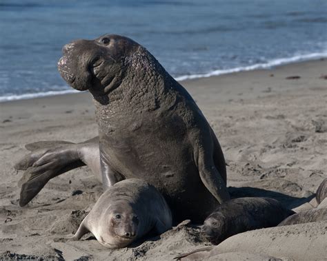 File Mating Scene With Elevated Alpha Male Elephant Seals Of Piedras