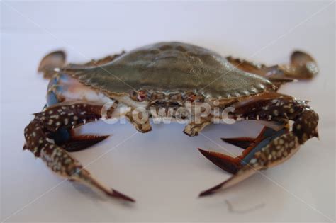 게 집게 Crab 꽃게 갑각류 사진 이미지 일러스트 캘리그라피 Lux870작가