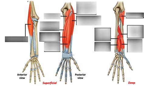 Diagram Of Forearm Extensor Compartment Quizlet