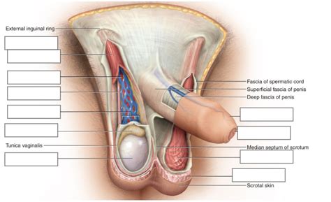 Male Parts Diagram Quizlet