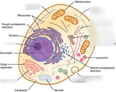 Bio 3 Unit 1 Diagram Quizlet