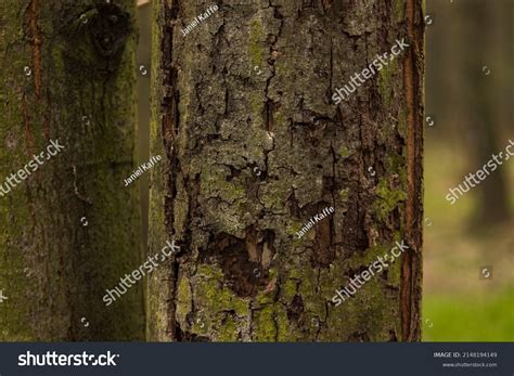 8 903 Tree Infestation Images Stock Photos Vectors Shutterstock