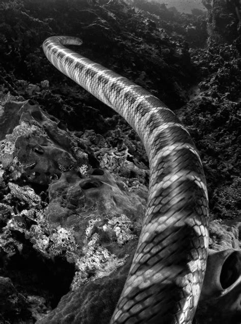 Prêmio Destaca Fotografias Da Natureza Em Preto E Branco Confira Mediatalks Em Uol