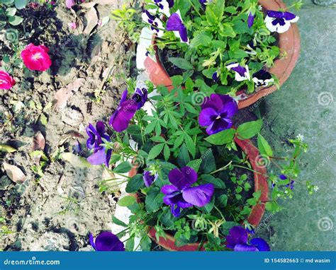 My Favorite Flower Stock Image Image Of Flower Indian 154582663