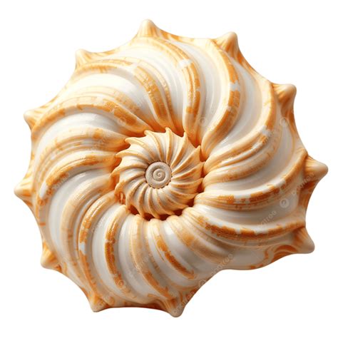 Golden Seashell Nautical Ocean Beach Seashell Nautical Ocean Beach