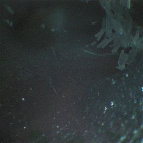 Vascular Model New Object Detection Dataset And Pre Trained Model By Vascular Detection