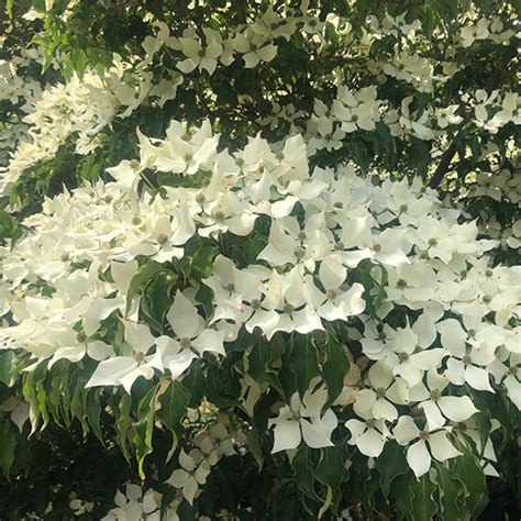 Cornus K John Slocock 7 5l 150 175 Kellys Nursery