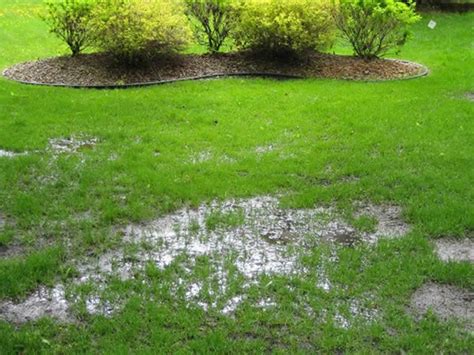 How To Improve Drainage In Your Lawn