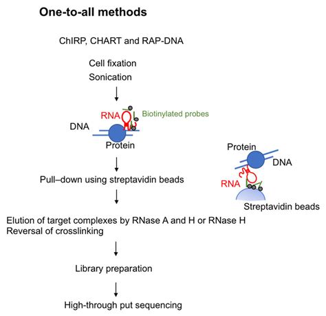Overview Of One To All Methods To Capture Rna Interacting Genomic Loci Download Scientific
