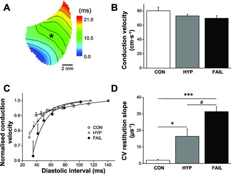 Optical Mapping Of Conduction Velocity Cv In Rvs Of Con And
