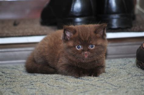 18 Vet Verified Persian Cat Colors And Patterns With Pictures Catster