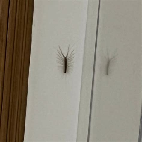 다리많은 벌레랑 바퀴벌레 지식in