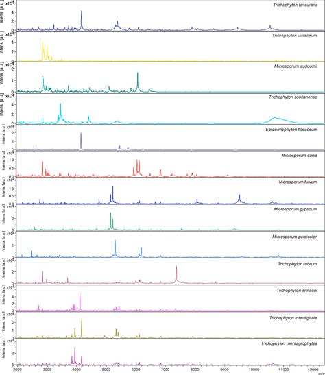 Figure 1 From Identification Of Dermatophyte Species After Implementation Of The In House Maldi
