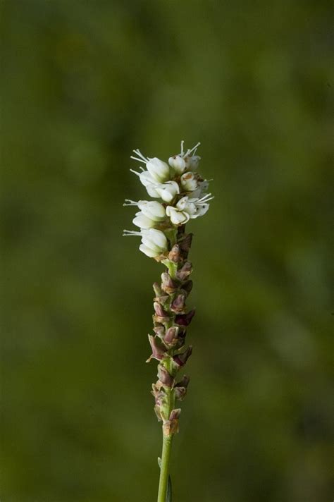 Polygonum Viviparum Alpine Bistort