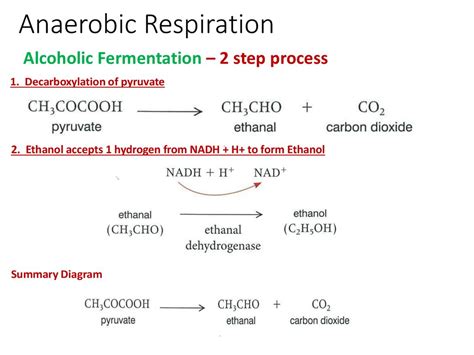 ATP – Structure & Function/ Anaerobic and Aerobic Respiration Mitochondria Structure and ...