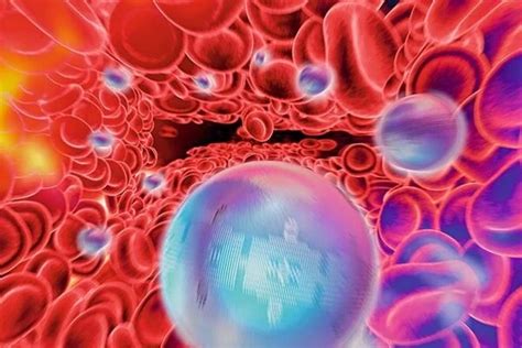 Immune System And Gut Microbiota Interactions Are Influenced By