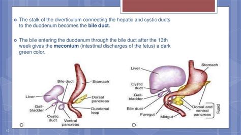Embryology And Histology Of The Liver