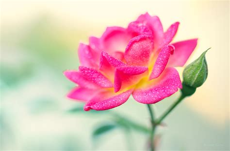 Обои роза на рабочий стол